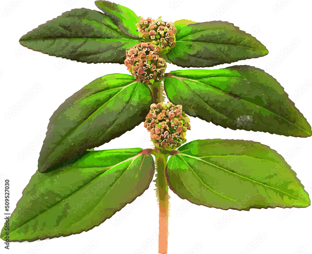 Abstract of Garden Spurge leaves on white background. (Scientific name ...