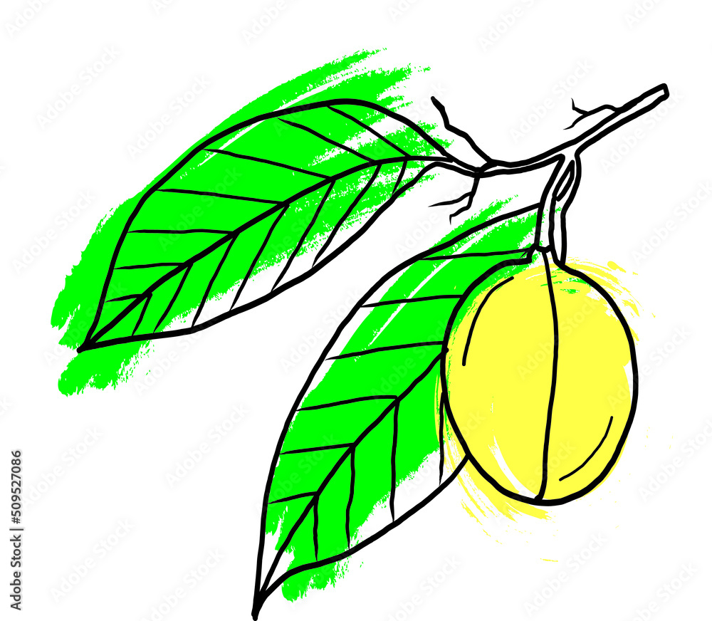 Abstract line of Nutmeg Tree fruit with leaves on color background ...