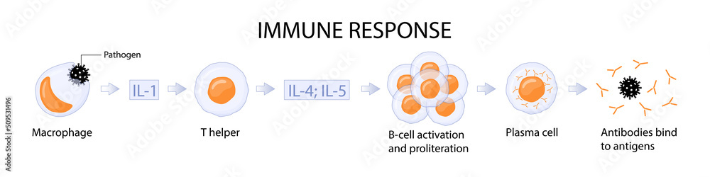 Immune response. stages of humoral immunity. Stock Vector | Adobe Stock