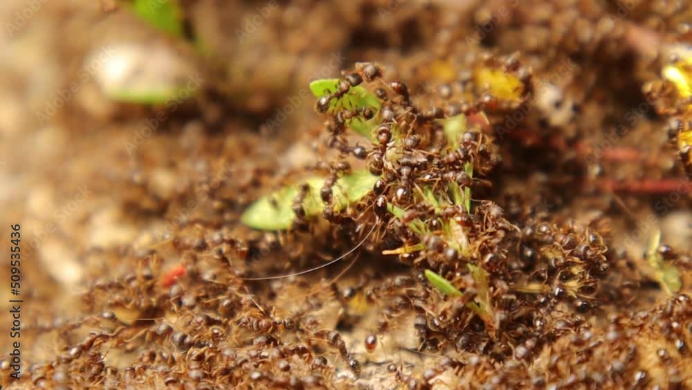 Ant War between two colonies of ants. Battle of ants, Crowds, Army ...