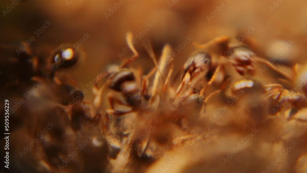 Ant War between two colonies of ants. Battle of ants, Crowds, Army ...