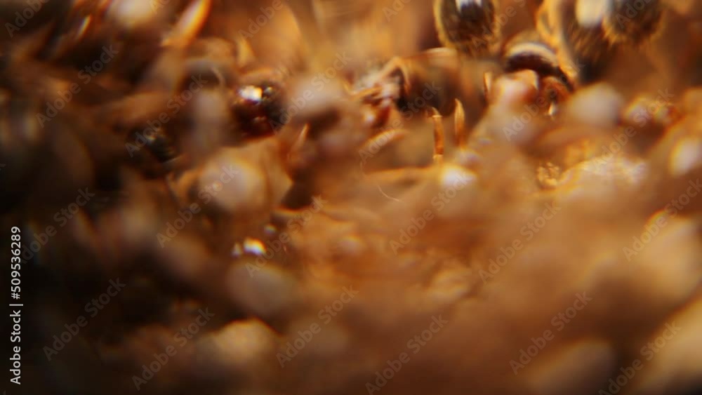 Ant War between two colonies of ants. Battle of ants, Crowds, Army ...