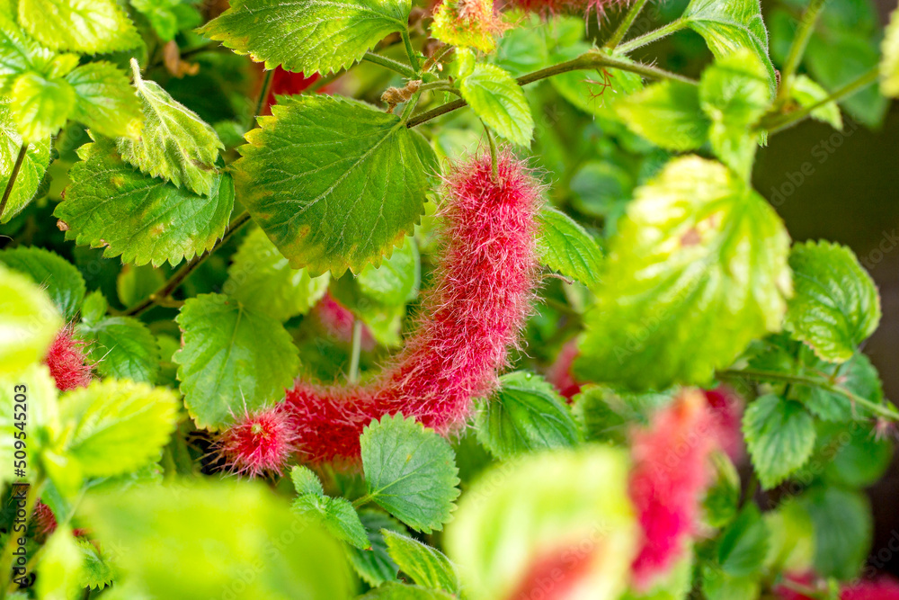 Bright red Fox Tail plant (Acalypha Pendula) fluffy flowers with green ...