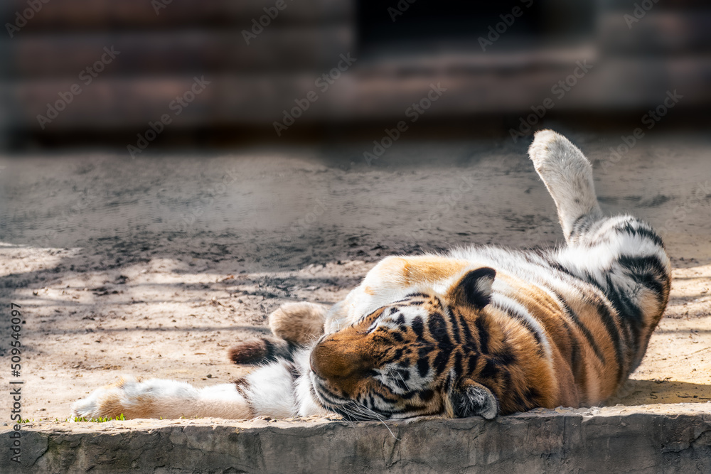 Tiger (Panthera tigris) with dark stripes on orange fur with a white ...