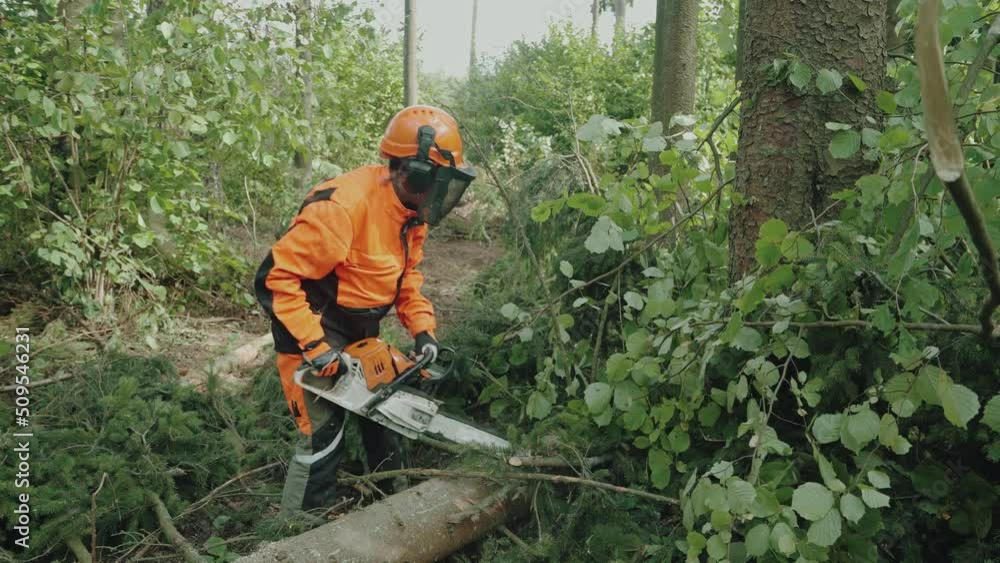 Female logger in the forest, young woman specialist in protective gear ...