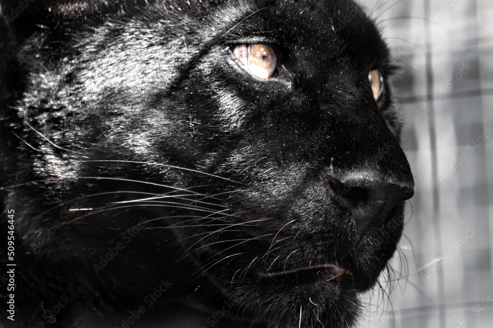 Black panther with nice shiny fur and yellow eyes portrait close-up on ...