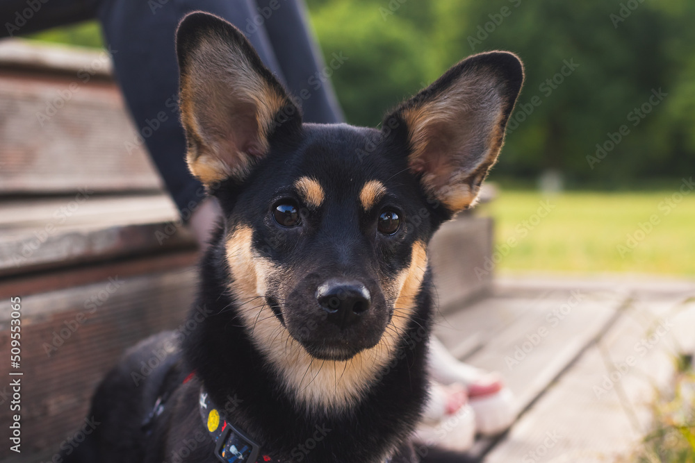 portrait of an Australian kelpie on the outside which sits at the legs ...