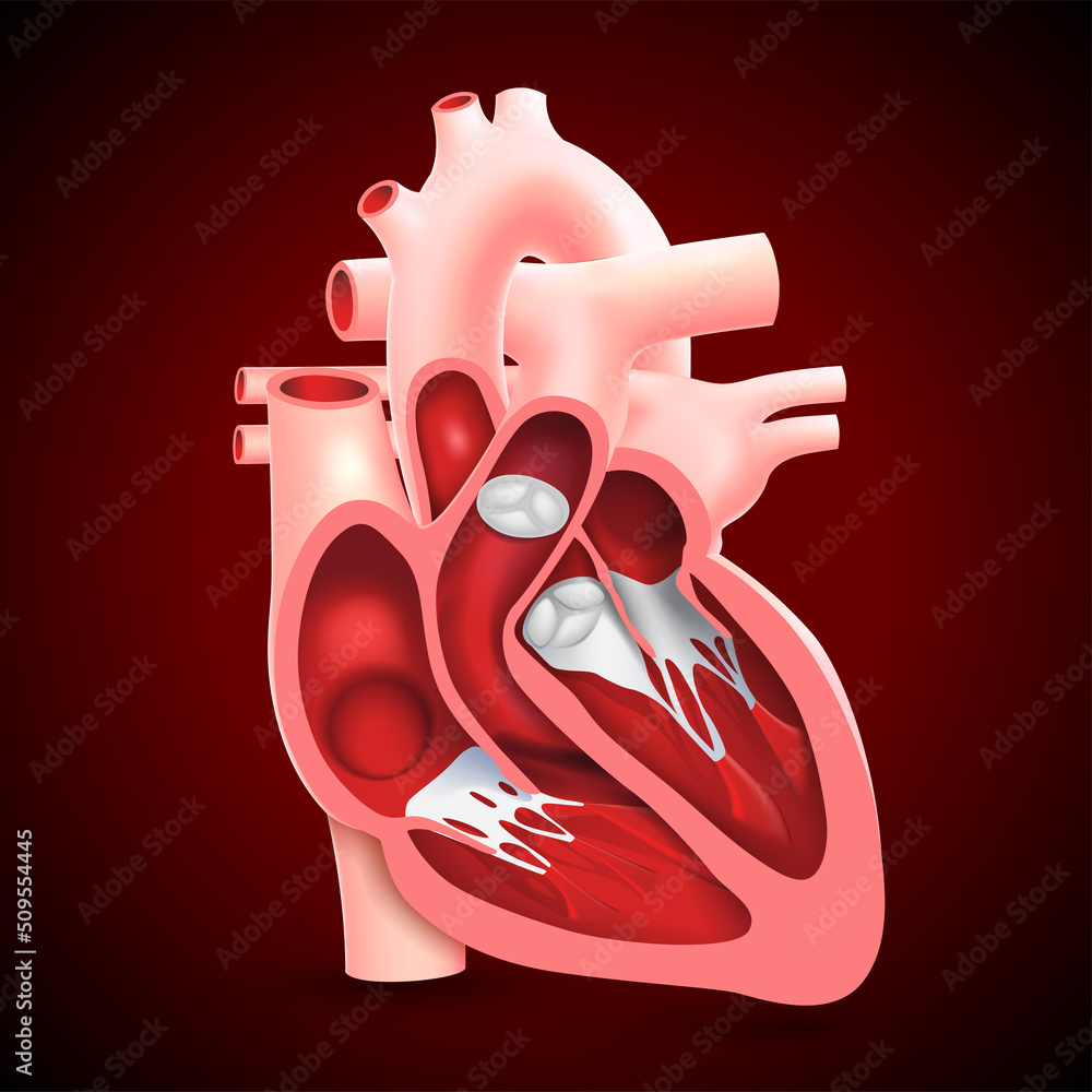 Cross-section of the human heart showing the internal heart valves ...
