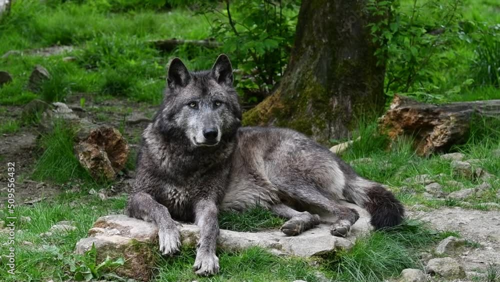 Black Northwestern wolf / Mackenzie Valley wolf / Alaskan timber wolf ...