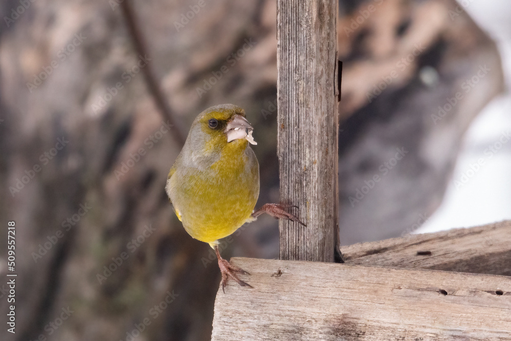 Bird with grain on the feeder. Wildlife photography, care for the ...