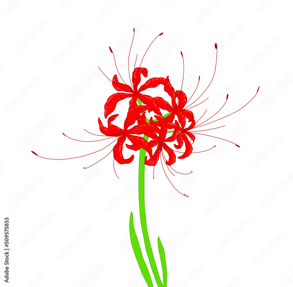 Vetor de red flower Lycoris (plant), illustration of red Hurricane ...