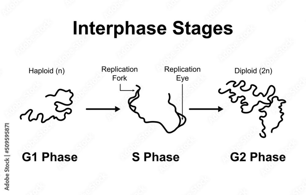 Vetor de Scientific Designing of Interphase Stages, Showing The DNA ...
