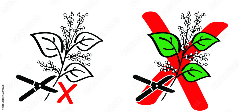 Stop don't pick or pluck the Fallopia japonica or Polygonaceae, Asian ...