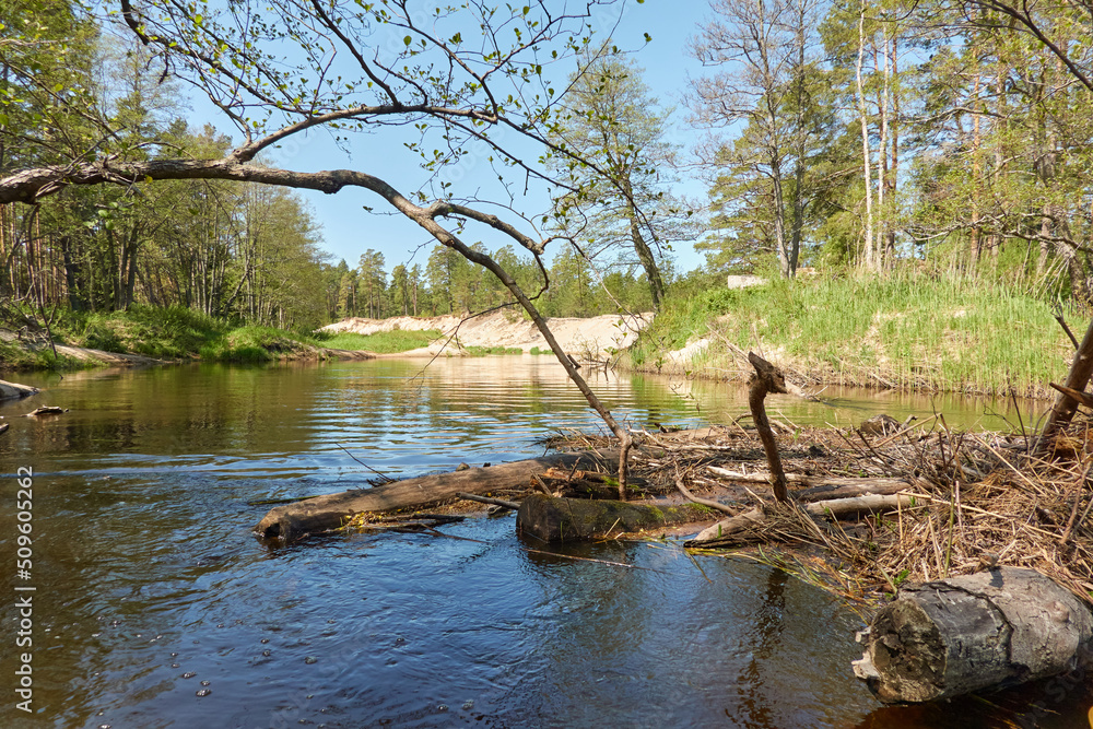Forest park. Beaver dam. Tree logs, teeth marks. Irbe river, Kurzeme ...