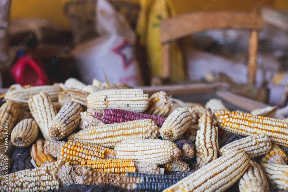 maiz mexicano materia prima para hacer tortillas a mano Stock-Foto ...