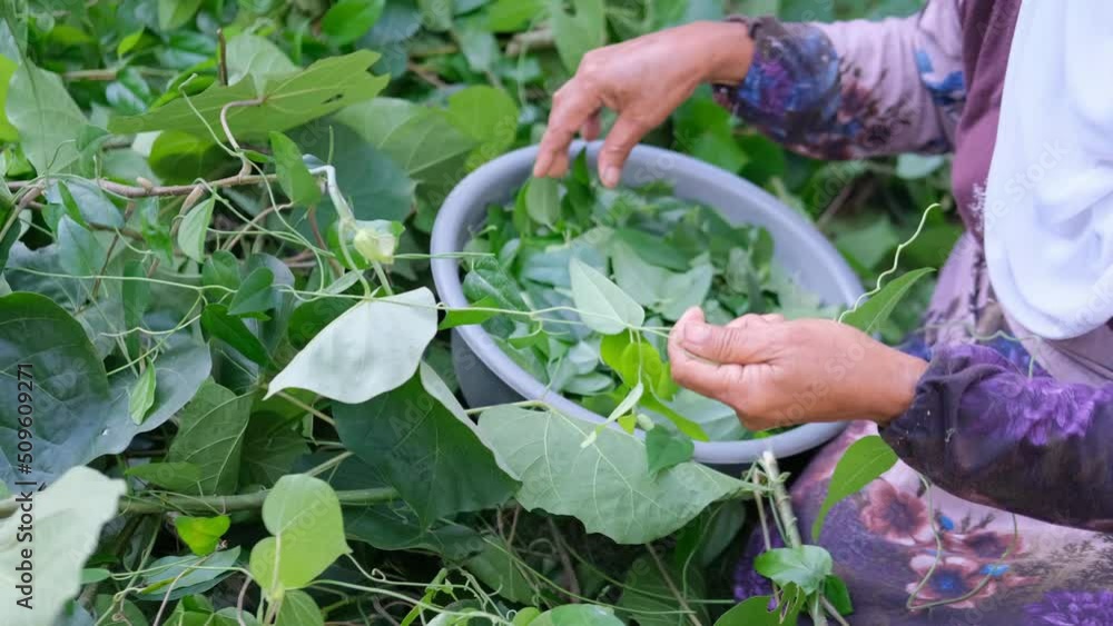 Close-up of an Asian woman picking grass jelly leaves, grass jelly is a ...