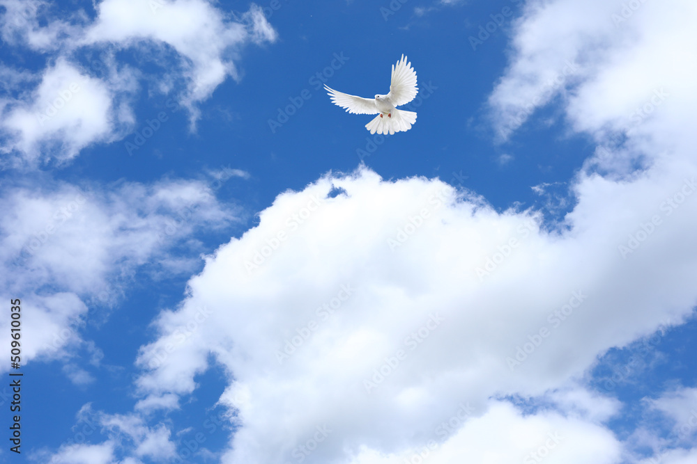 beautiful blue sky with white clouds, white dove in the sky, dove of ...