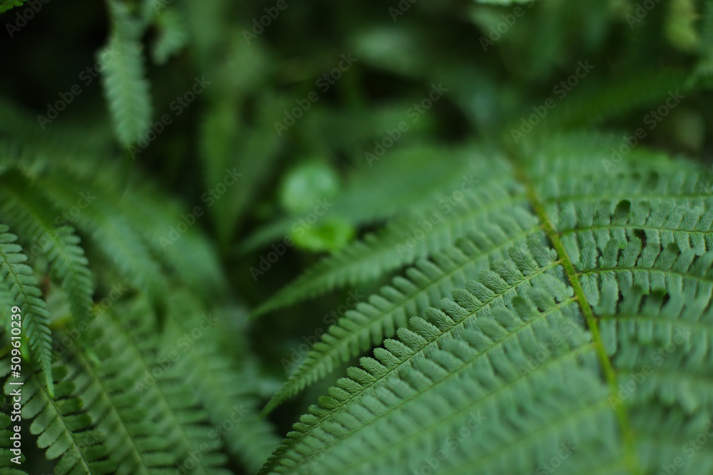 Beautiful fern leaf texture in nature. Natural ferns background Fern ...