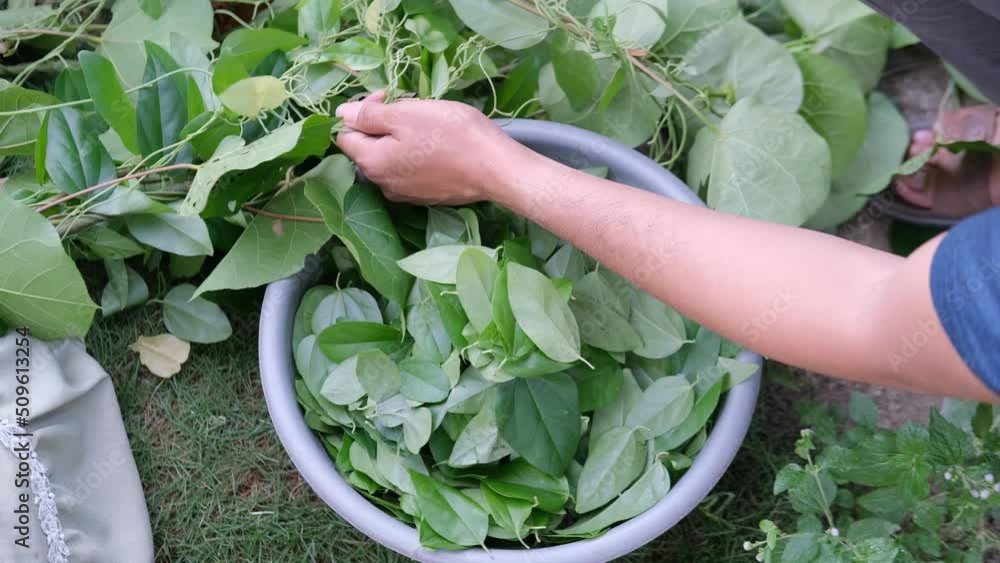 Close-up of Asian man picking grass jelly leaves, grass jelly is a ...