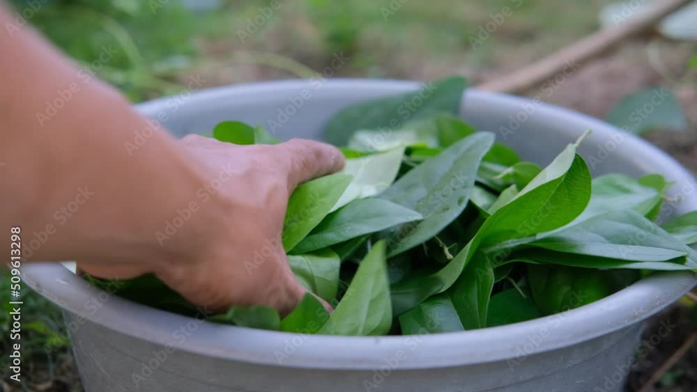 Close-up of man putting grass jelly leaves in a basin, grass jelly is a ...