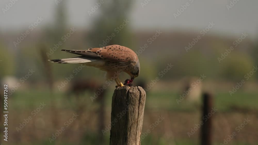 Alert European Kestrel on perch gorges itself on a mouse; shallow focus ...
