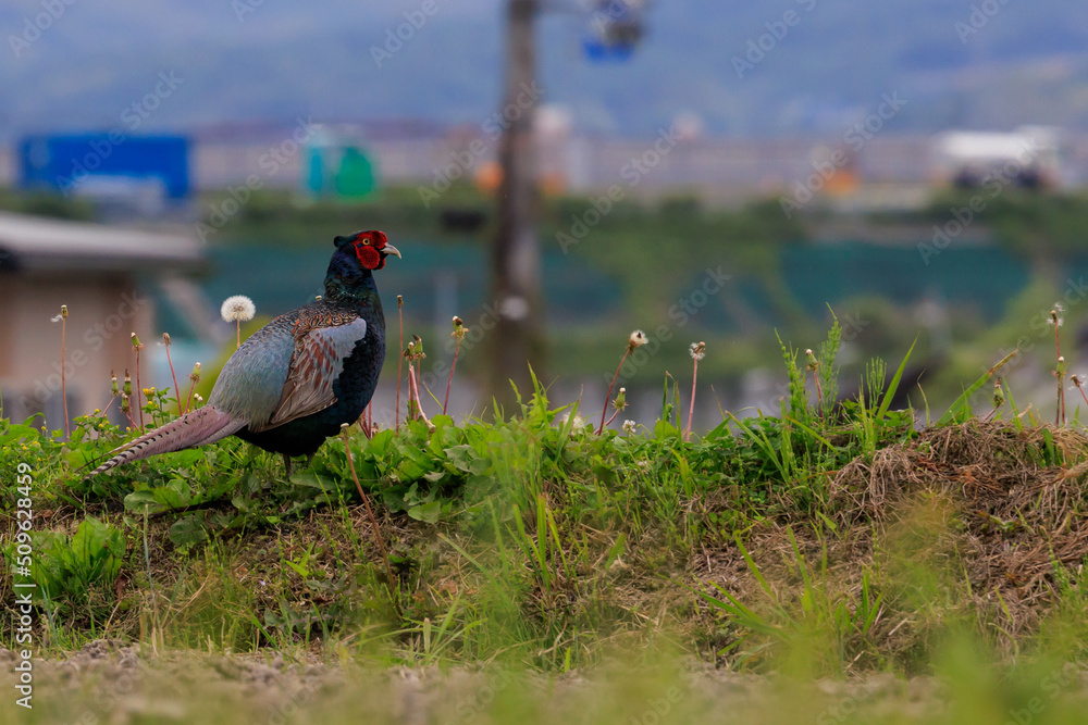 Green pheasant, the national bird of Japan, on grassy mound overlooking ...