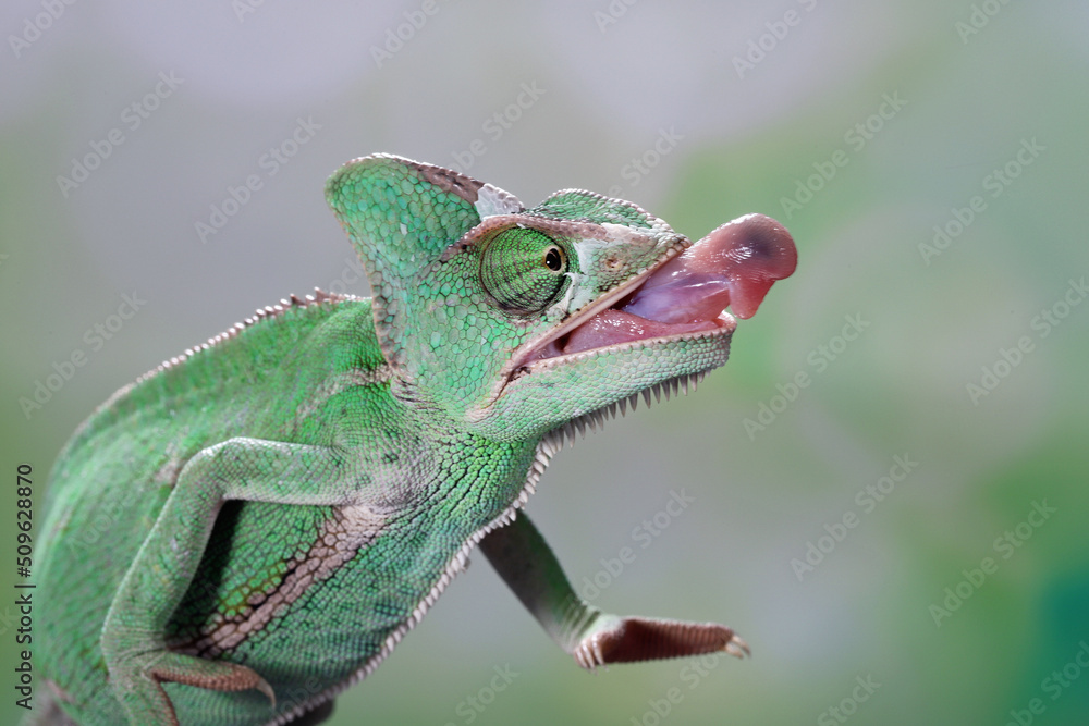 The beautiful Veiled chameleon (Chamaeleo calyptratus) was preparing to ...