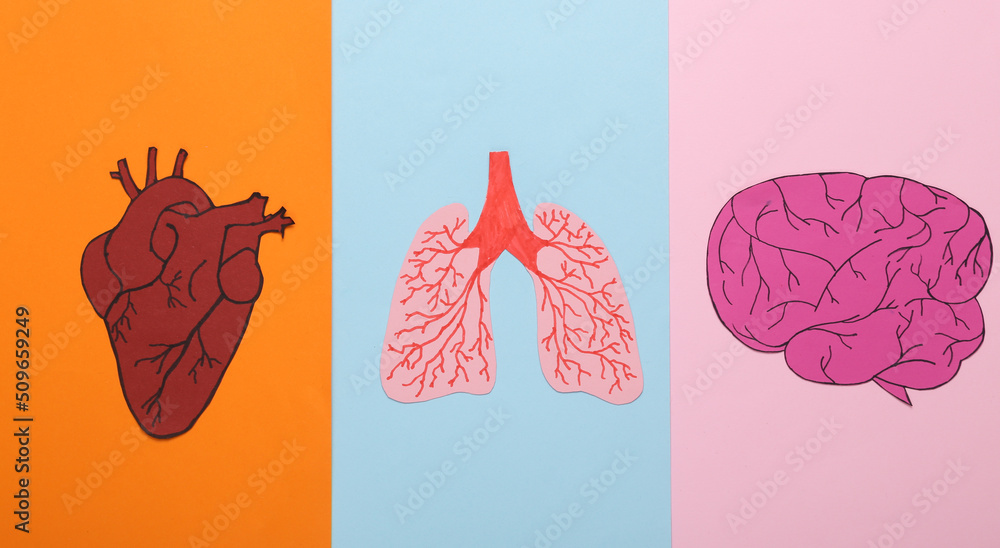 Paper-cut anatomical human lungs, brain and heart on colored background ...