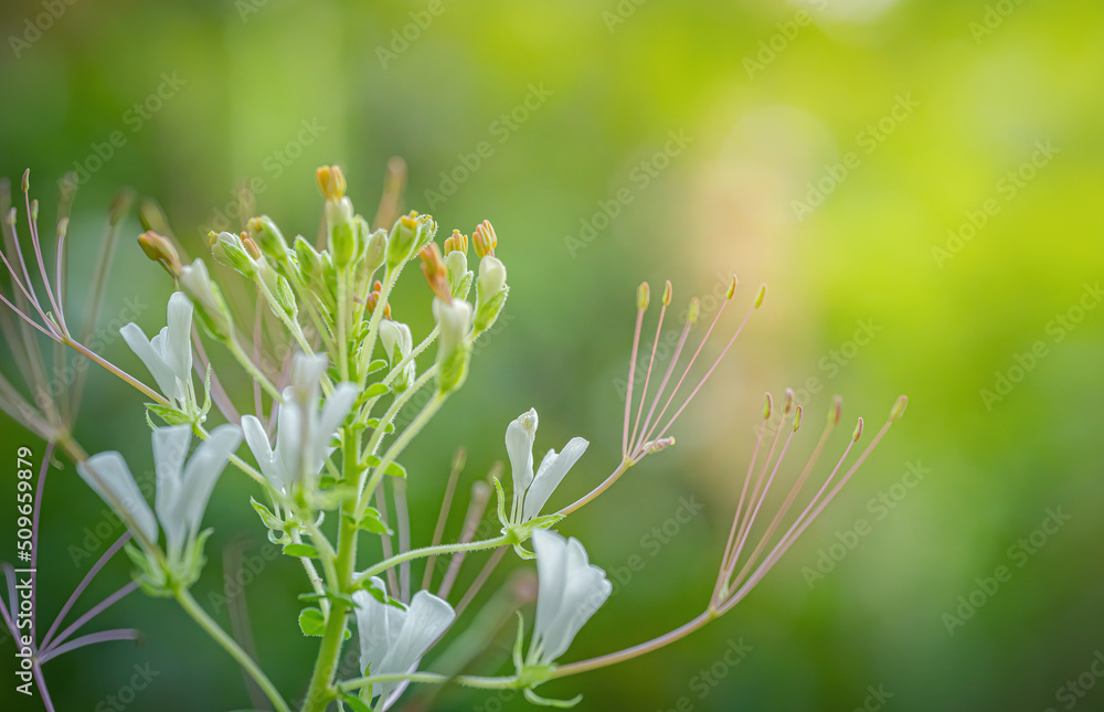 green flower field in beautiful sunset with blur background Stock Photo ...