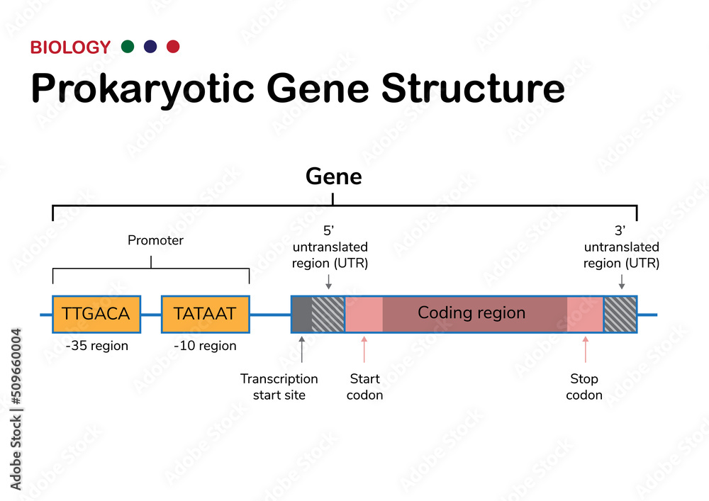 Biology schematic diagram show gene structure of prokaryote ...