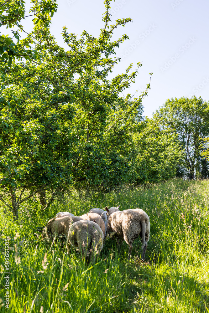 Foto de Brebis dans un champs de hautes herbes et de pommiers dans le ...