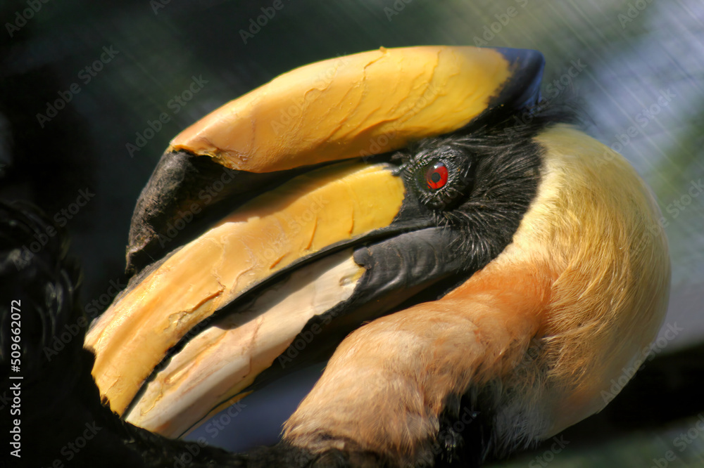 Foto de Bird dvojzoborozec (Buceros bicornis) male. The double-billed ...