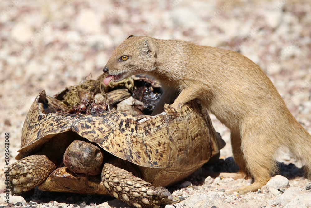 Yellow Mongoose feeding from a dead Leopard Tortoise, Kgalagadi, South ...