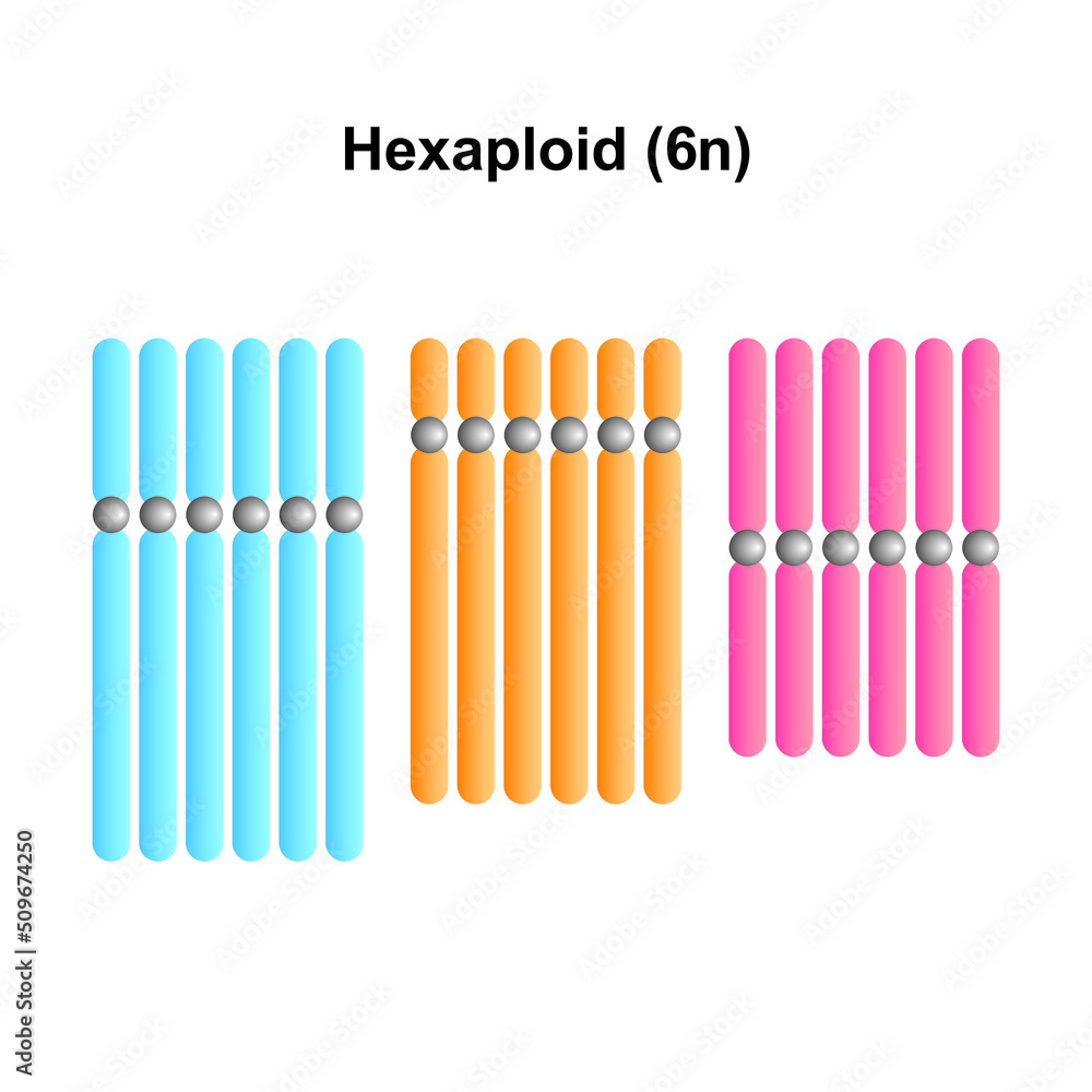 Scientific Designing of Hexaploidy. Colorful Symbols. Vector ...