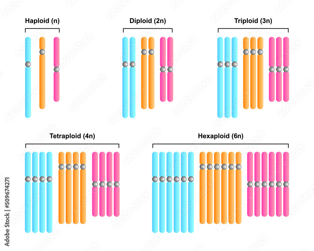 Scientific Designing of polyploidy Types. Haploid (n), Diploid (2n ... Scientific Designing of polyploidy Types. Haploid (n), Diploid (2n ...