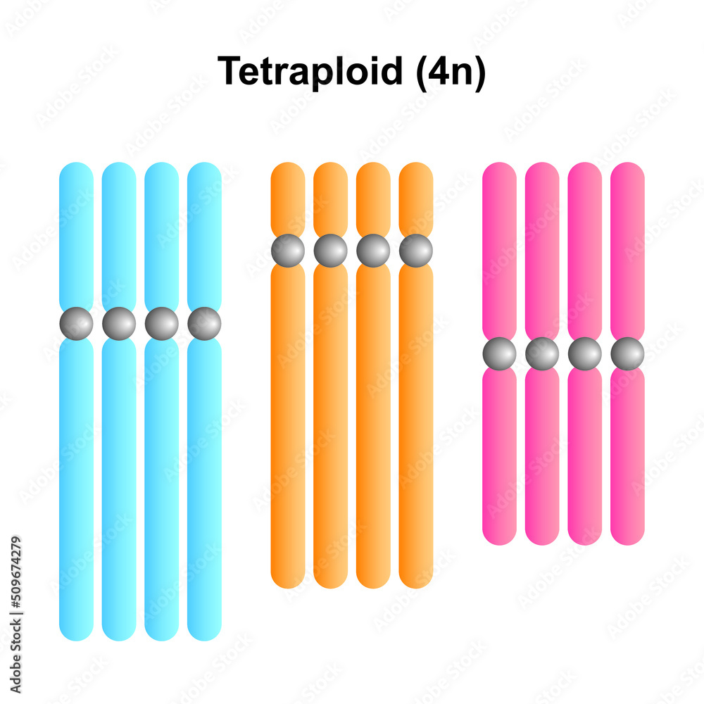 Scientific Designing of Tetraploidy. Colorful Symbols. Vector ...