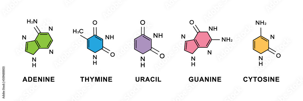 Uracil Structure