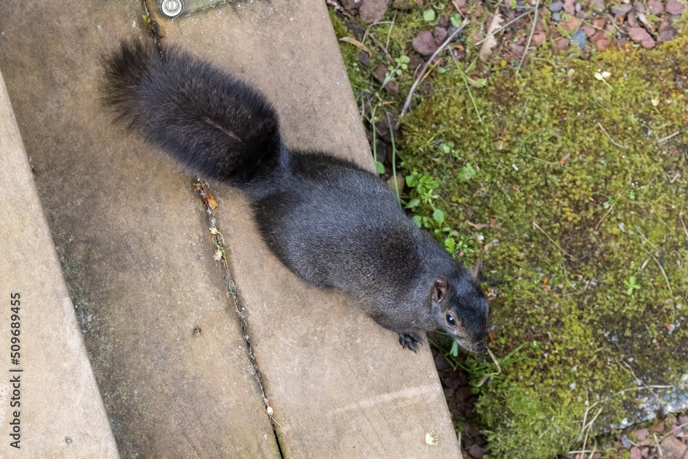 Black Eastern Gray Squirrel