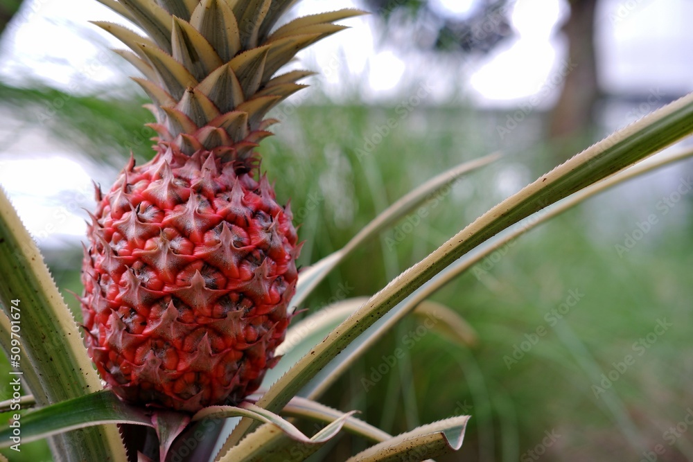 Ananas comosus Variegatus, is a variegated species of Ananas comosus ...