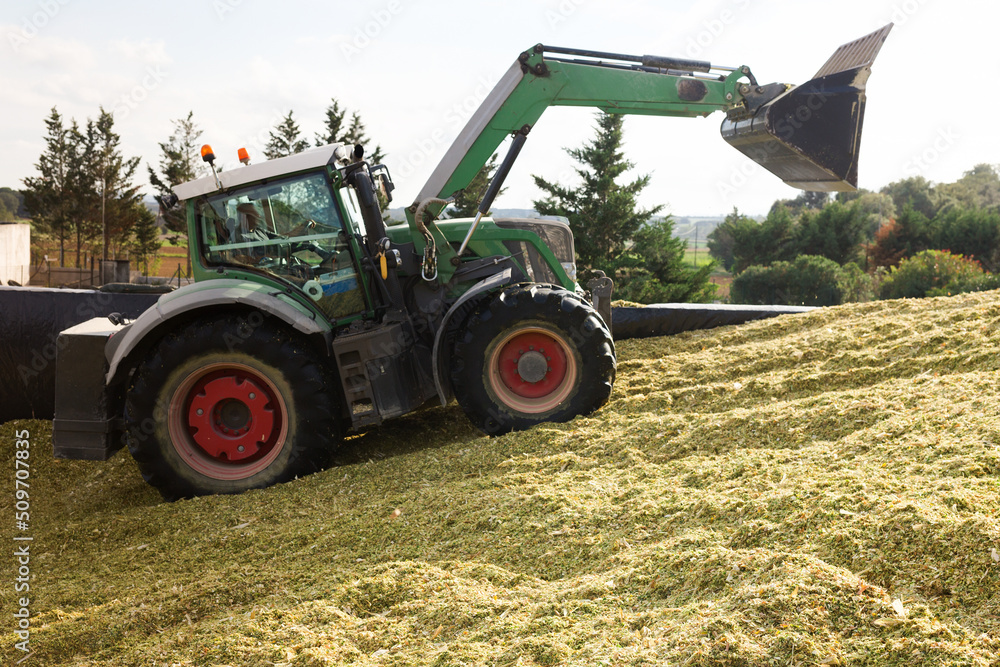 Tractor with front end loader preparing corn silage for cattle at a ...