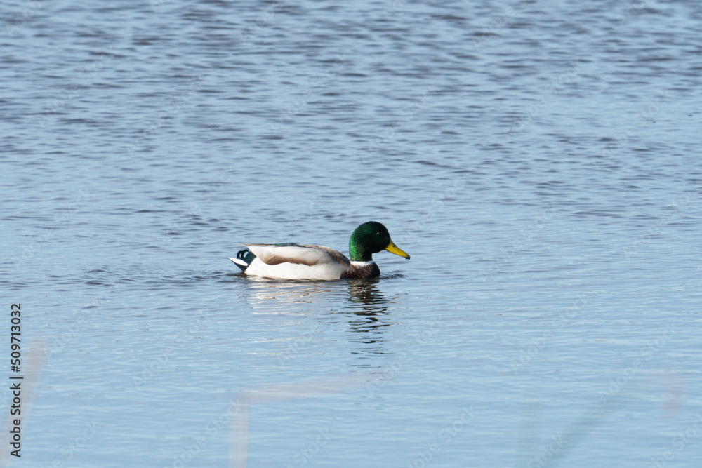Drake a male Mallard waterfowl duck species swimming on a freshwater ...