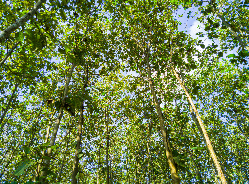 view of teak trees in the forest, teak trees in the morning, nature ...