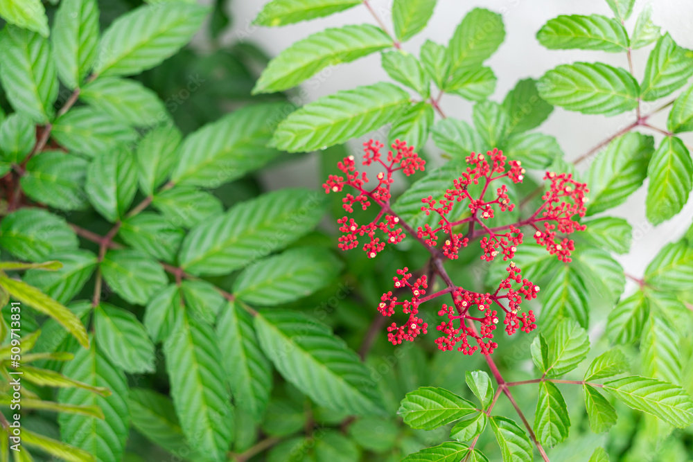 Small red flowers on shrub of Leea Rubra or Red Leea plant. Leea Rubra ...