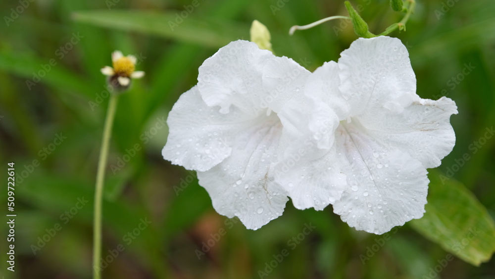 Ruellia tuberosa also known as minnieroot, fever root, snapdragon root ...