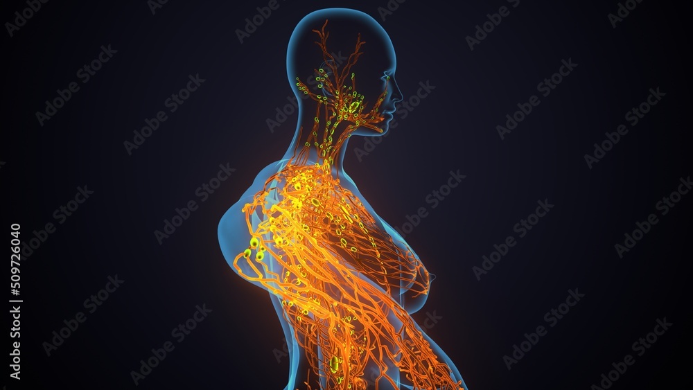 human skeleton nerves anatomy. 3d illustration Stock Illustration ...