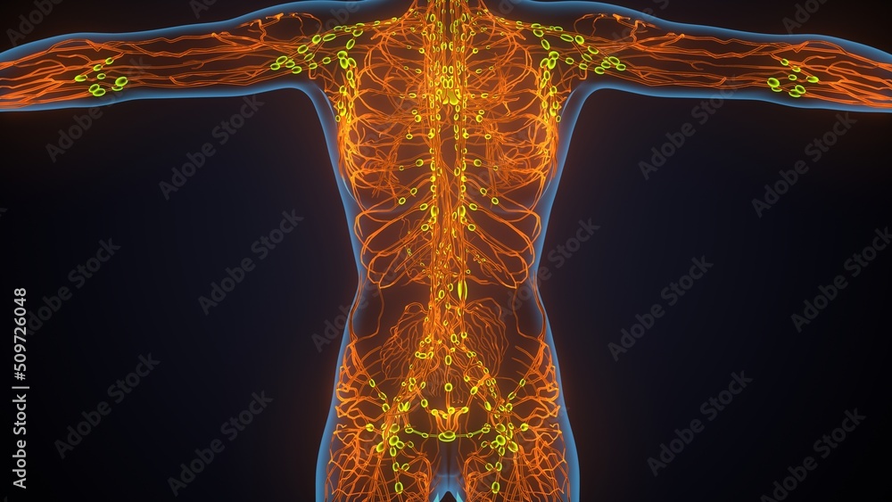 human skeleton nerves anatomy. 3d illustration Stock Illustration ...