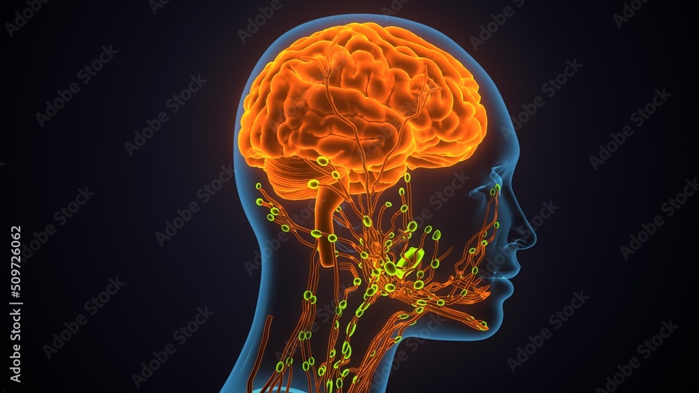 3d illustration of female body lymphatic with brain and circulatory ...