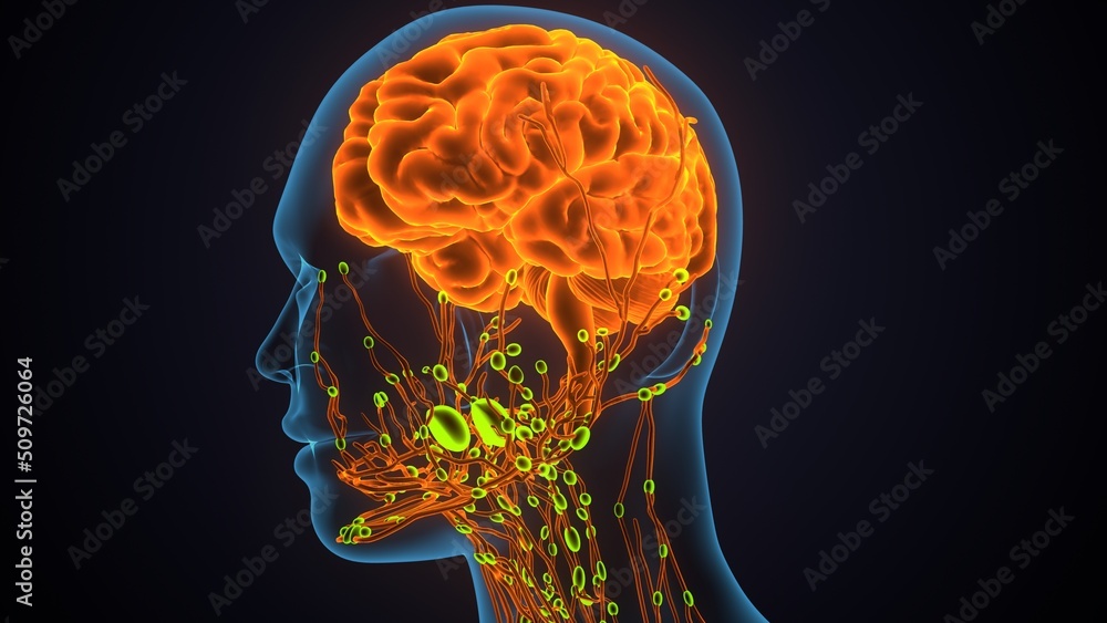 3d illustration of female body lymphatic with brain and circulatory ...