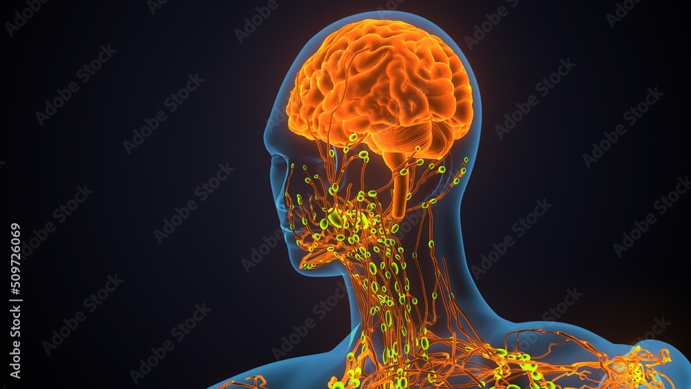 3d illustration of female body lymphatic with brain and circulatory ...