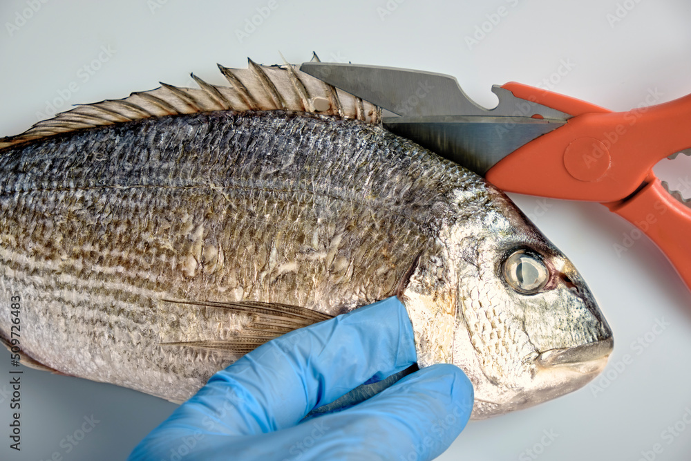 the cook cuts off the dorsal fin of a dorado fish with scissors, top ...
